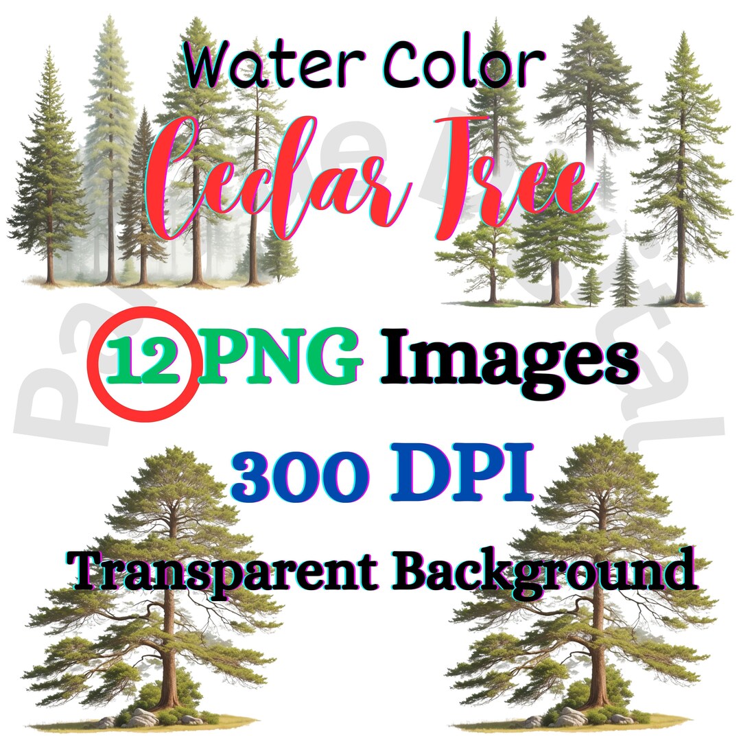 Cedar Tree Clip Art,cedar Tree Png,evergreen Tree,digital Download Art ...