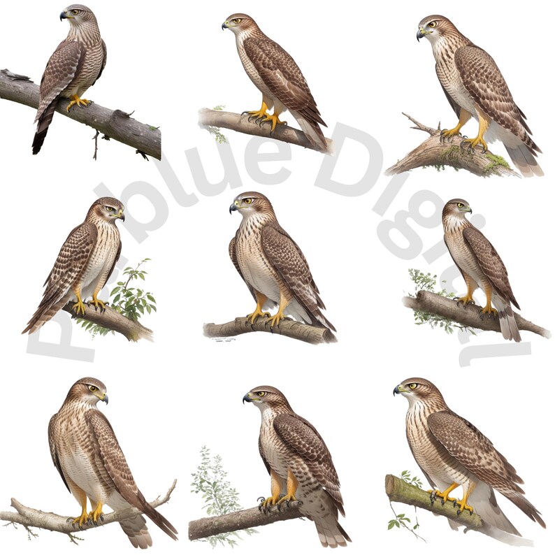 25 Copper Hawk Clipart With Transparent Background Clip Art,high ...