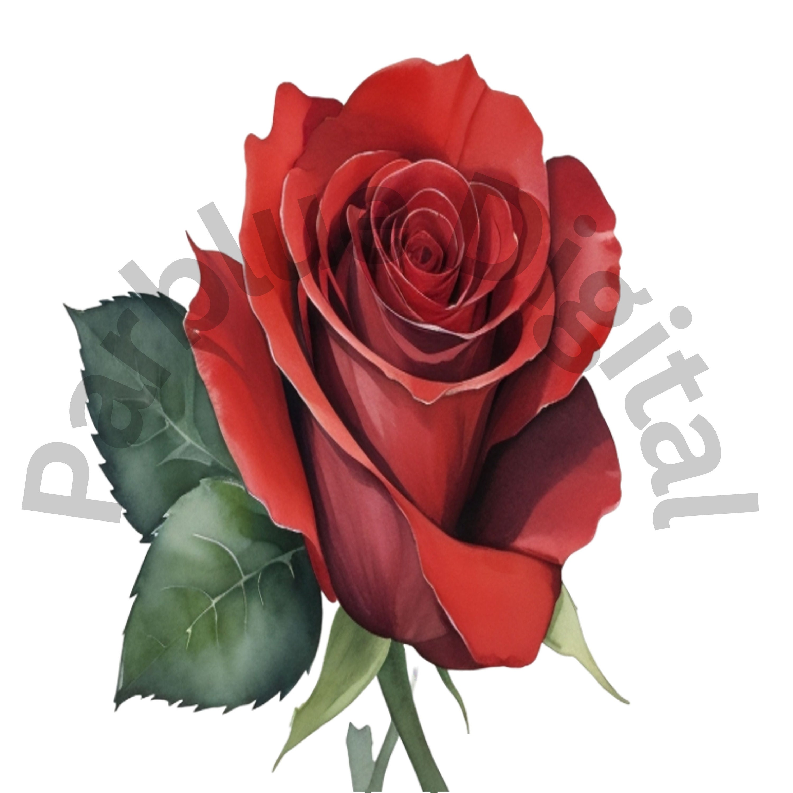 12 Red Rose With Transparent Background Clip Art,high Quality Pngs,rose ...