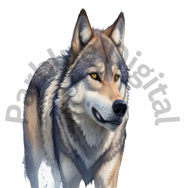 12 Wild Wolf With Transparent Background Clip Art,high Quality Pngs ...