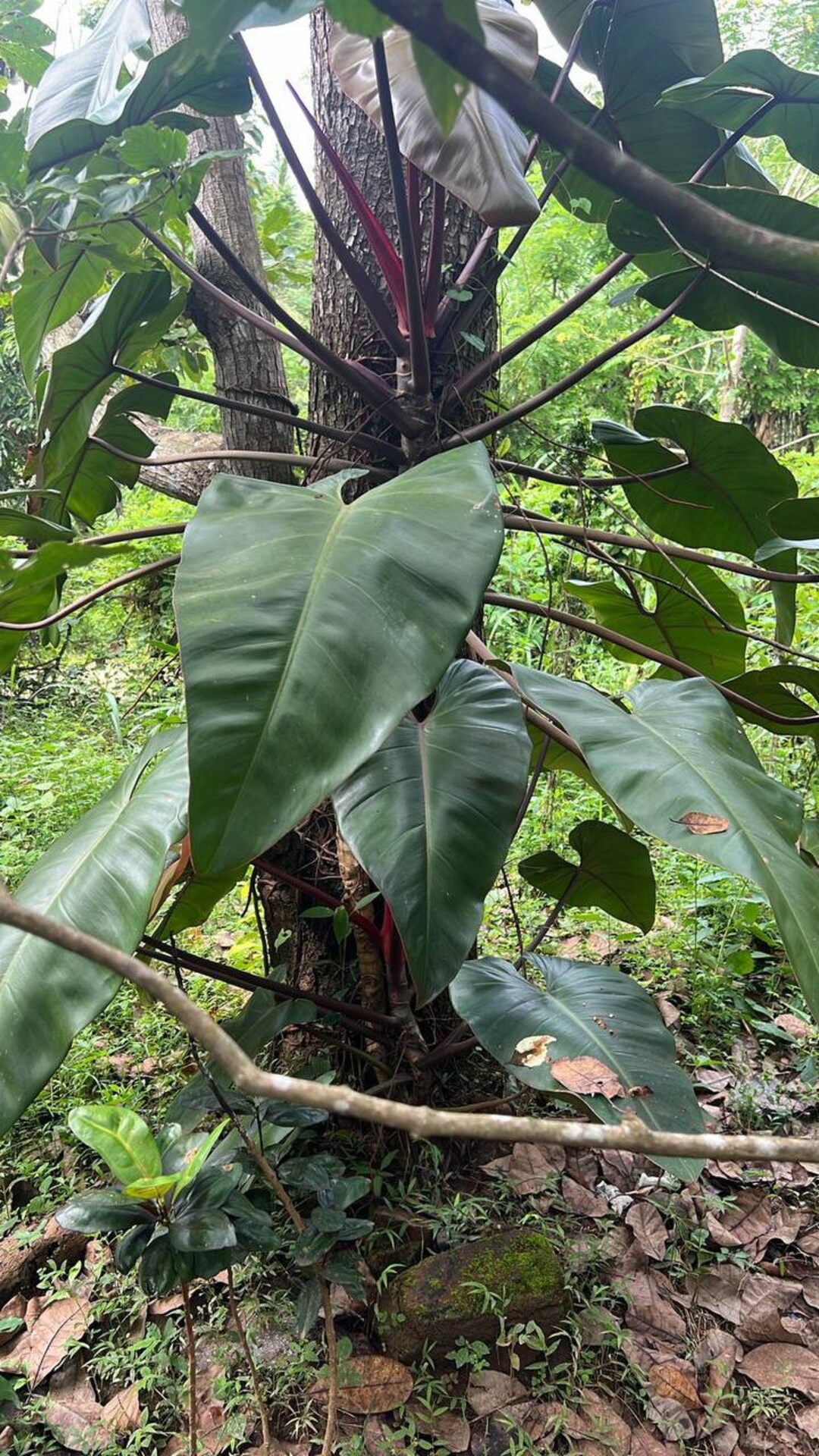Red Emerald Philodendron Erubescens Nodes Cutting With Leaf - Etsy