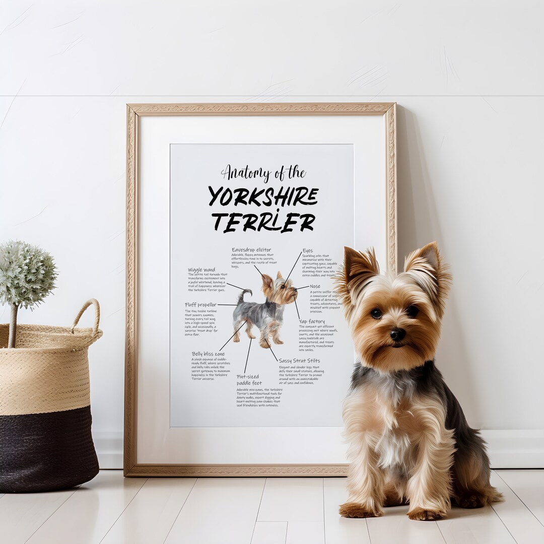 Funny anatomy of the Yorkshire Terrier print dog wall art humor wall ...