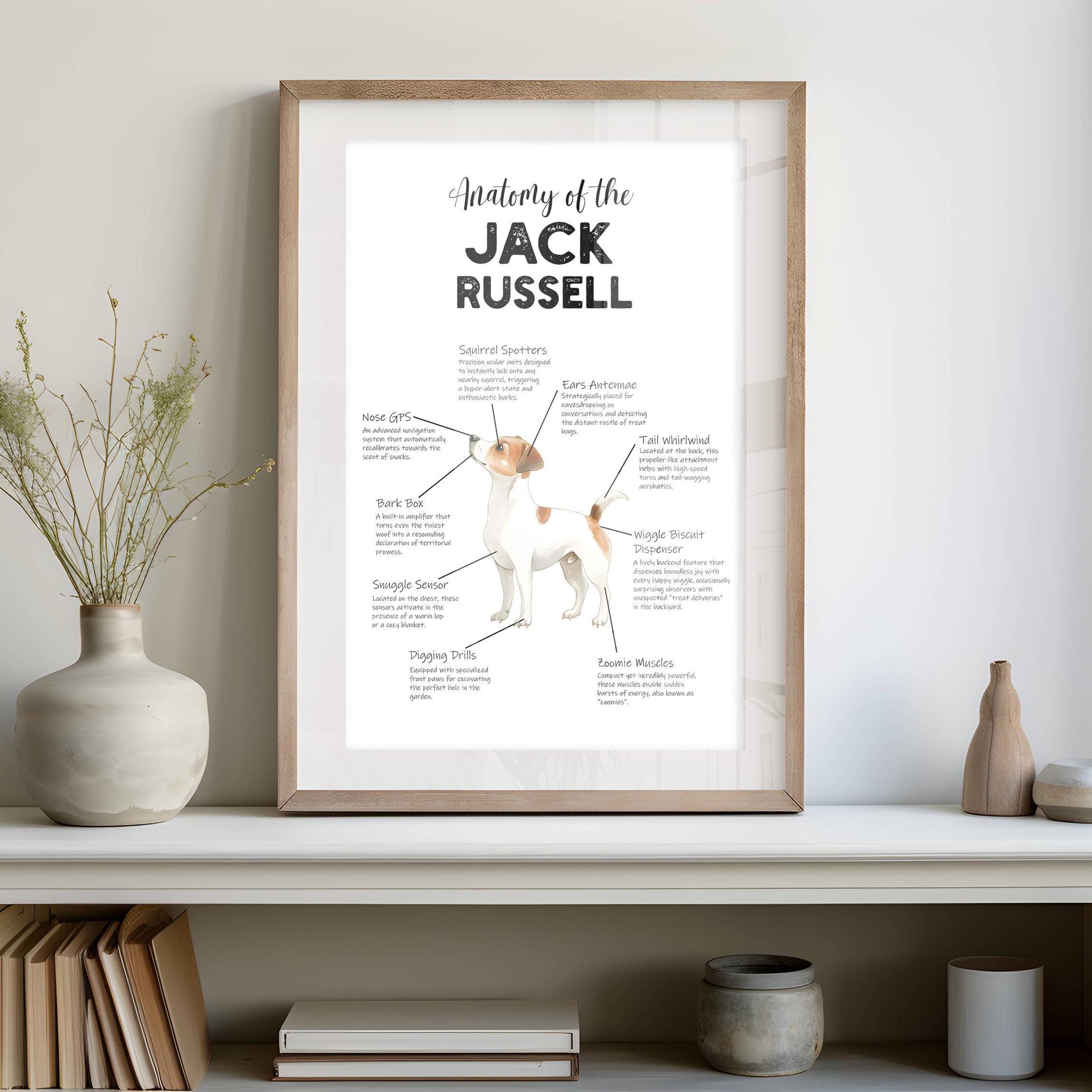 Funny Jack Russell Wall Art Anatomy of the Jack Russell Dog Print Dog ...