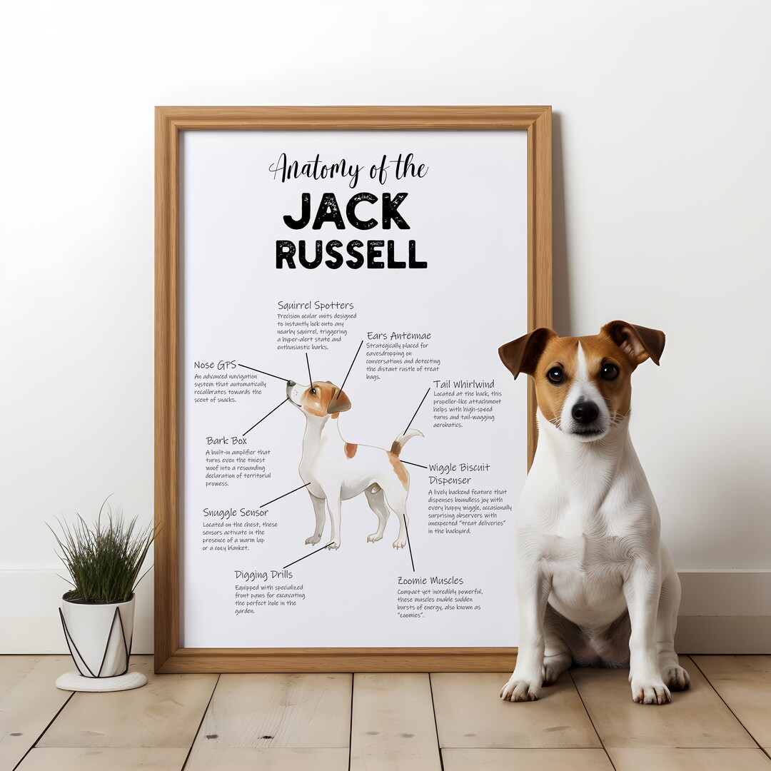 Funny Jack Russell Wall Art Anatomy of the Jack Russell Dog Print ...