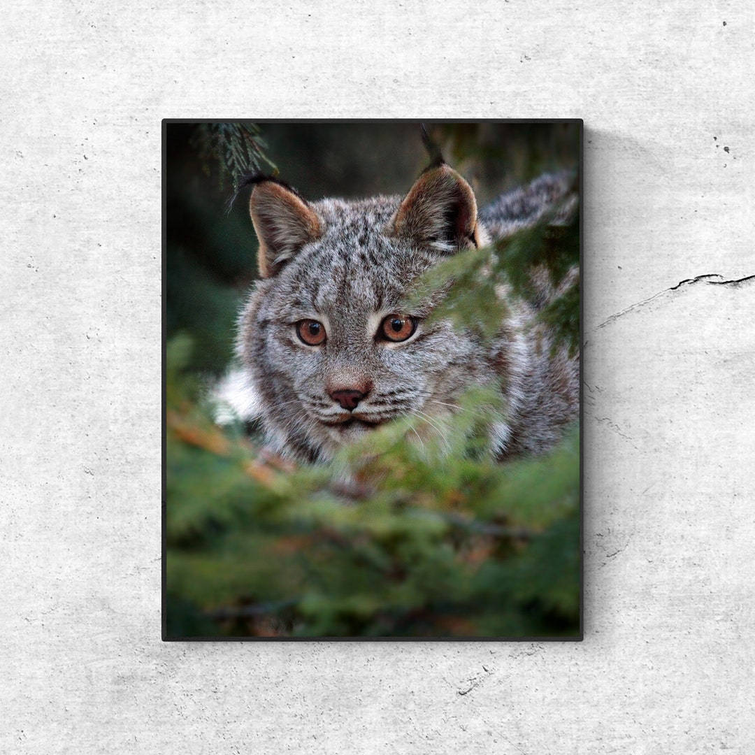 Canada Lynx, Bobcat, Big Cats, Feline, Zoo, Digital Prints, Digital ...
