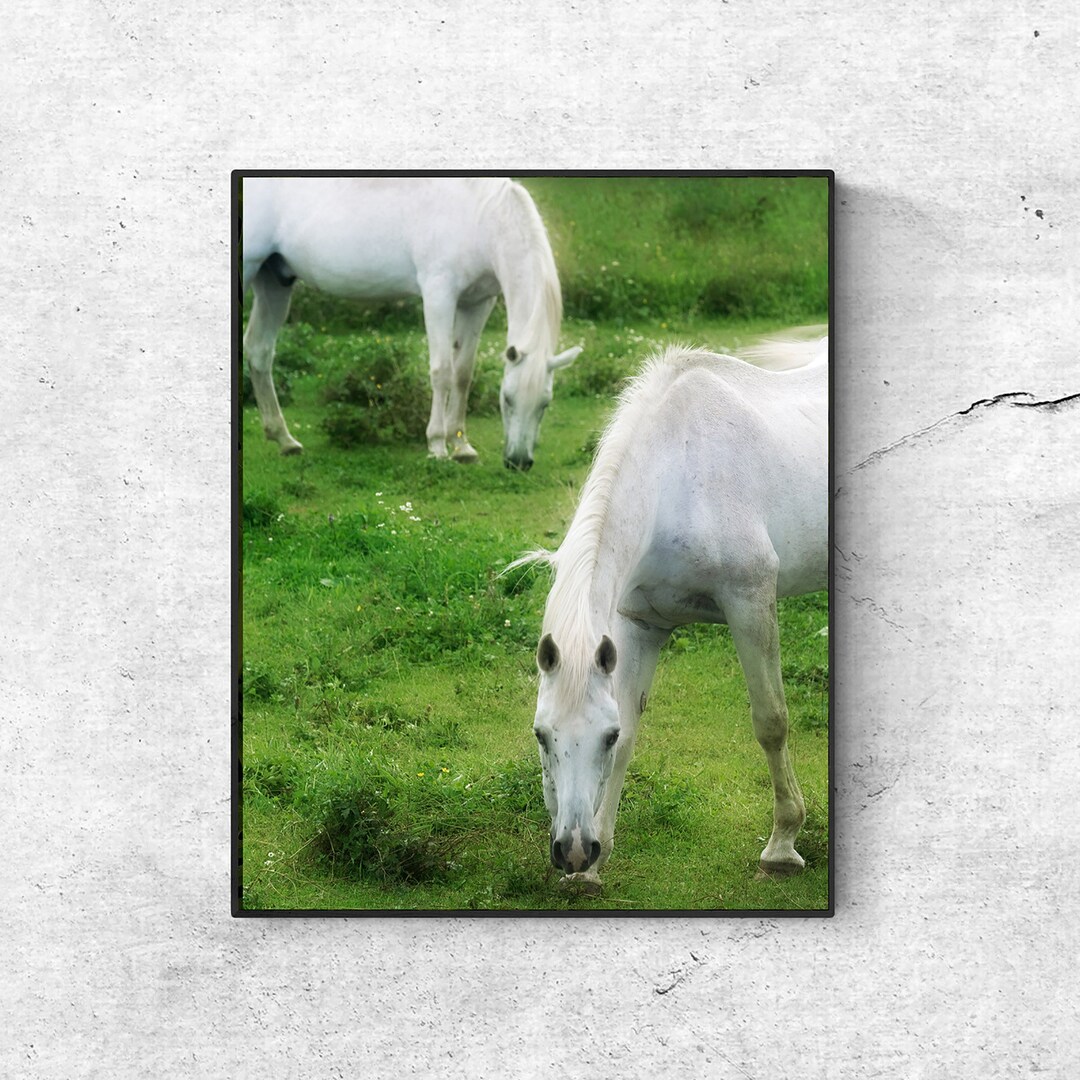 Horses, Fantasy, Ranch, Farm, White Horses, Digital Prints, Digital ...