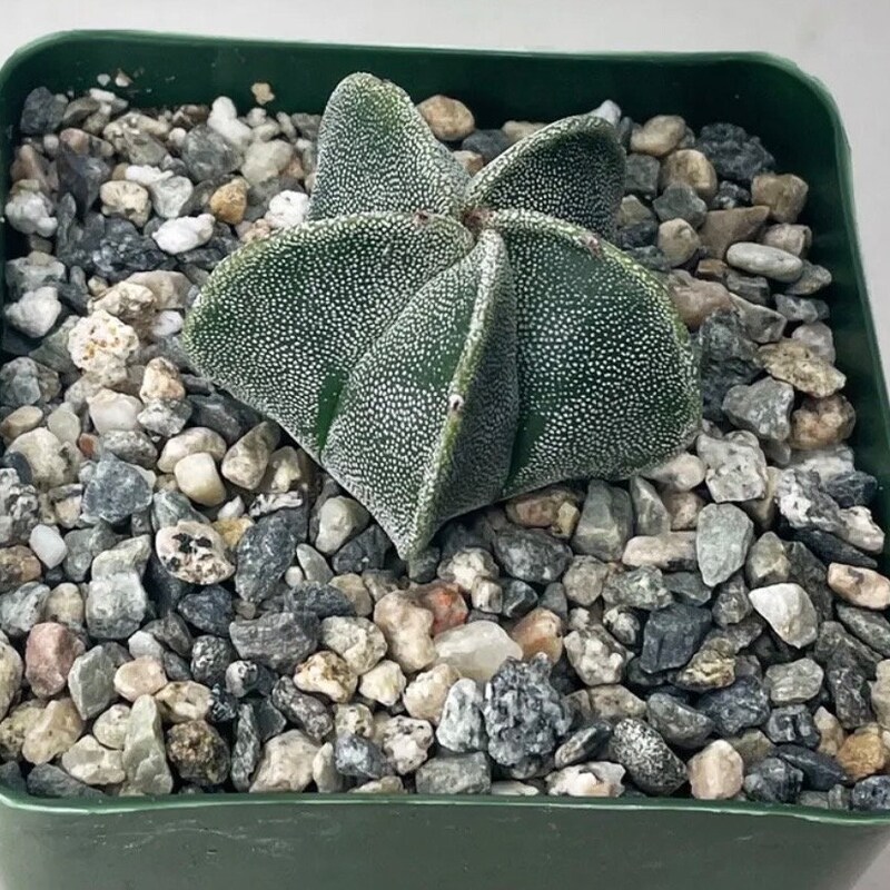 Astrophytum Seeds - Etsy