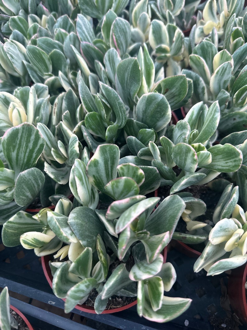 4 Tricolor Variegated Jade Live Plant crassula Ovata - Etsy