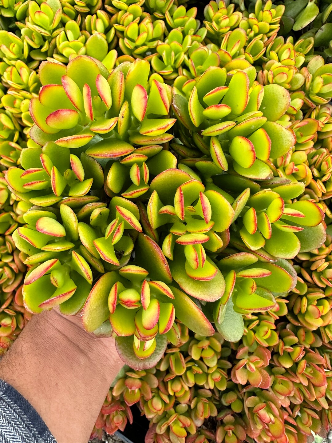 Crassula Ovata 'baby Jade' - Etsy