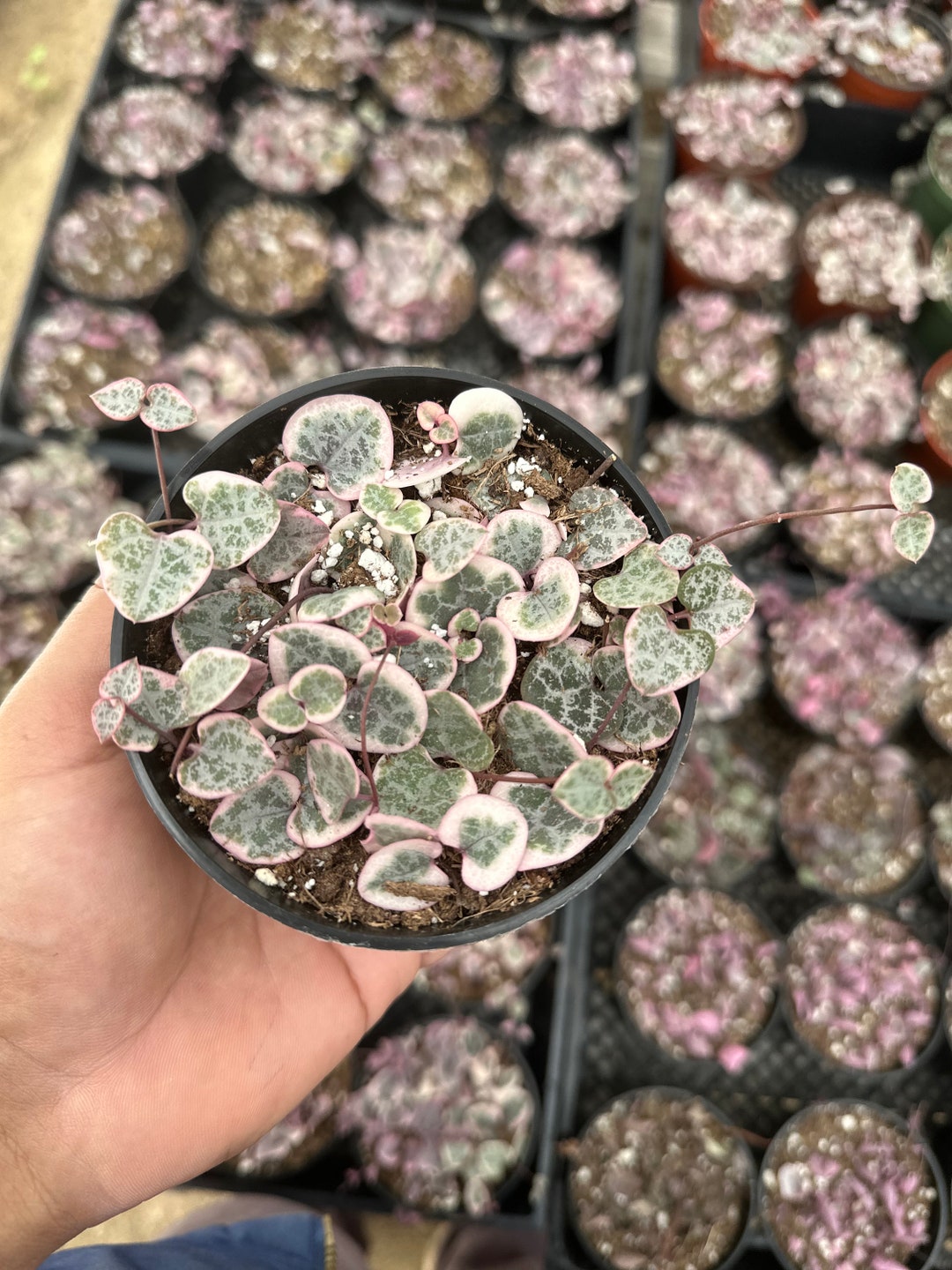 Variegated String of Hearts 4” - Etsy