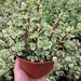 4” Variegated Elephant Bush - Etsy