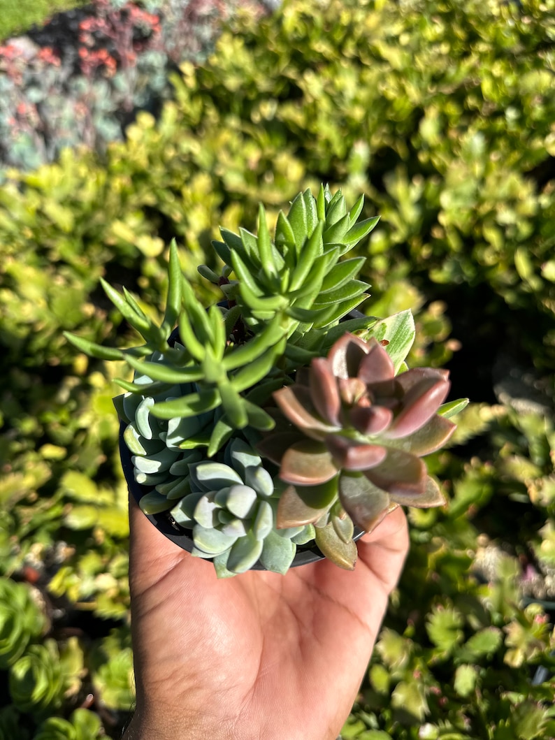 4” Succulent Combo - Etsy