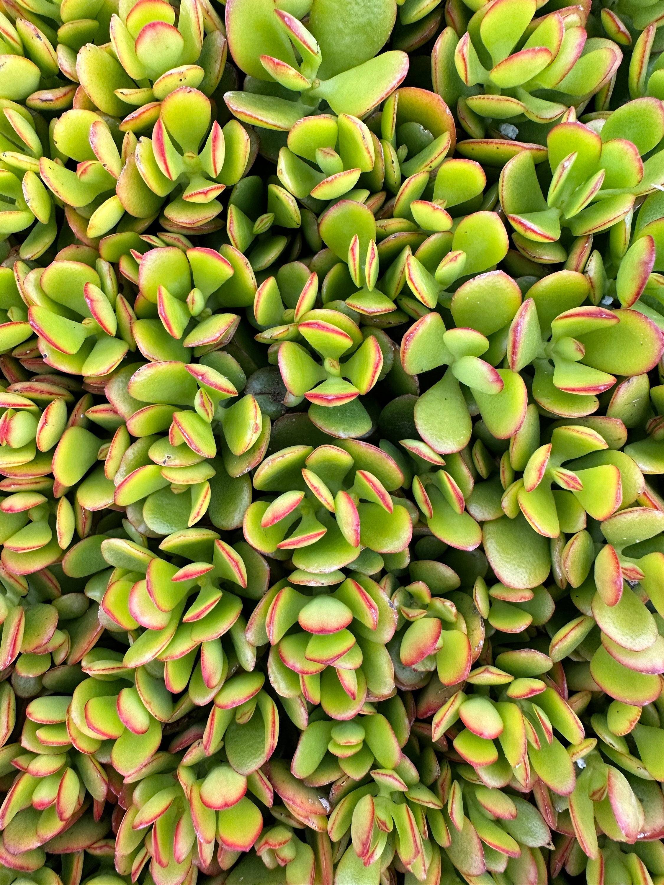 Crassula Ovata 'baby Jade' - Etsy