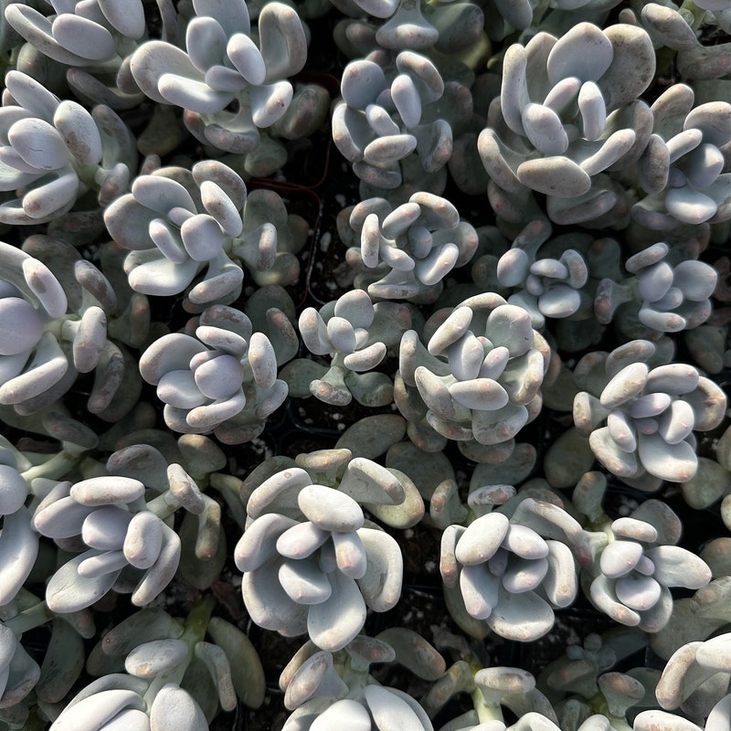 Moonstone Succulent - Etsy