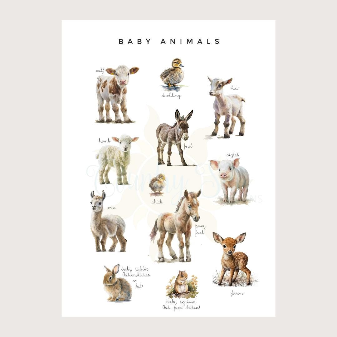 Animal Posters, Farm Animals, Wild Animals, Ocean Animals, Bundle ...