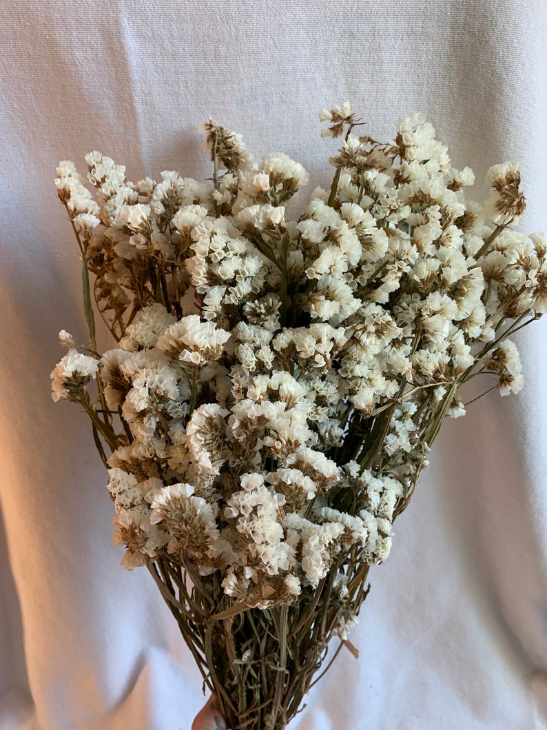 Dried Statice various Colour - Etsy