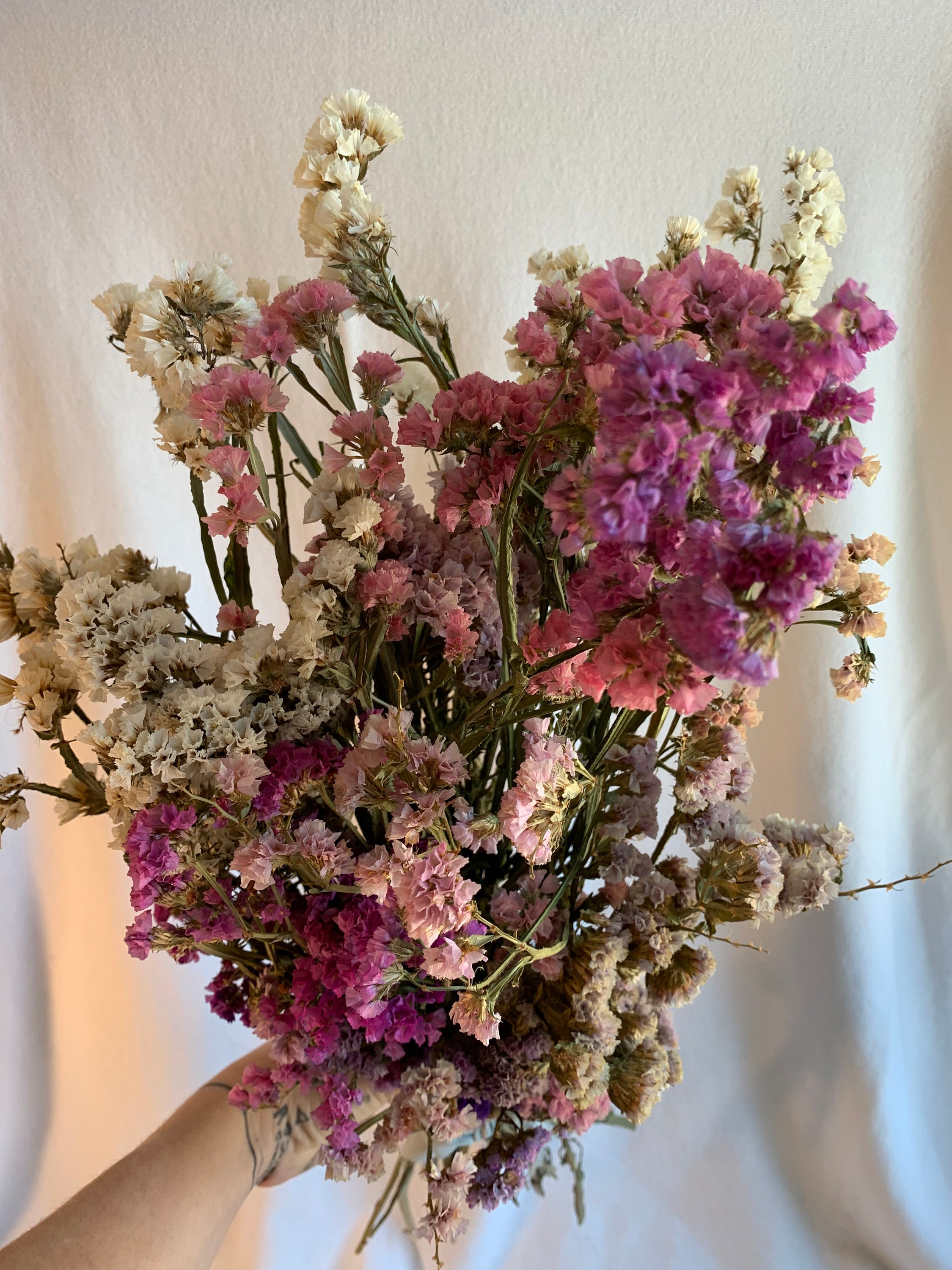 Dried Statice various Colour - Etsy