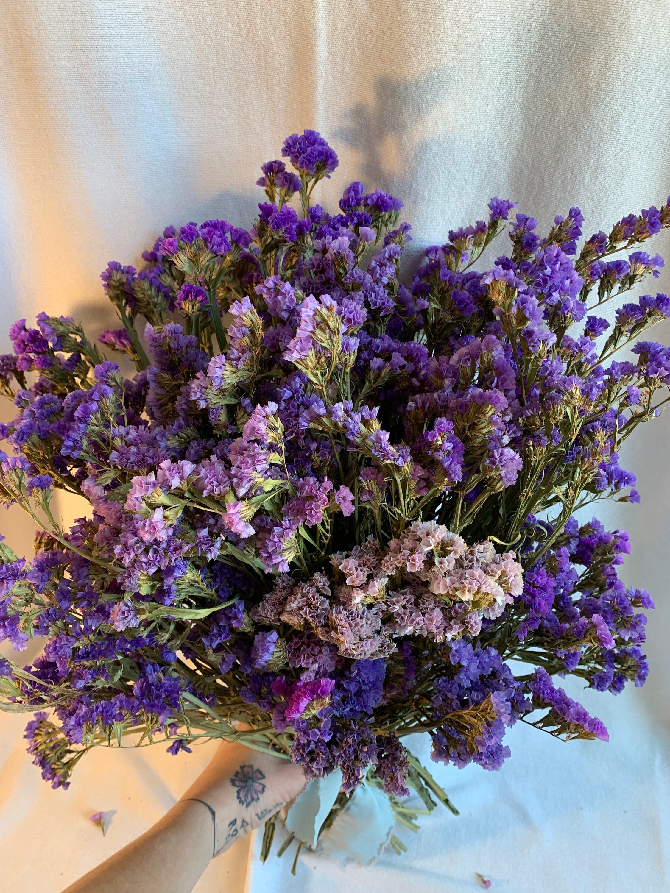 Dried Statice various Colour - Etsy