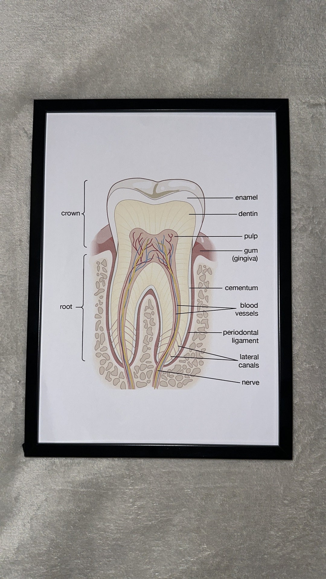 Dental Frames Dental Student Frames Dentist Dental - Etsy