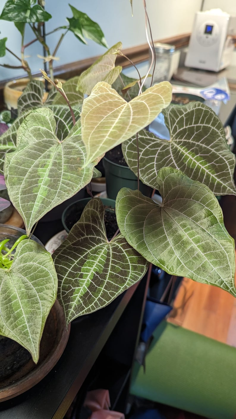 Dioscorea Discolor: Variegated Ornamental Yam Vine, 2.5 Inch Pot - Etsy