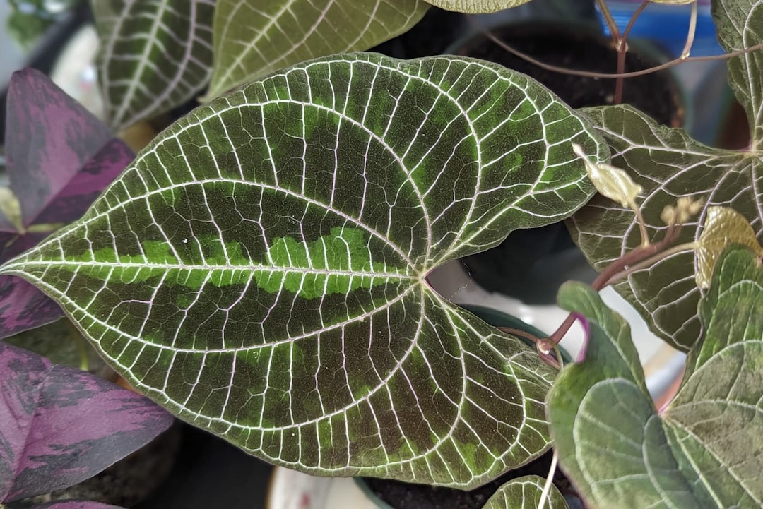 Dioscorea Discolor: Variegated Ornamental Yam Vine, 2.5 Inch Pot - Etsy