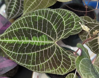 Dioscorea Discolor ~ 3.5" Pot ~ Grower's Choice - Etsy