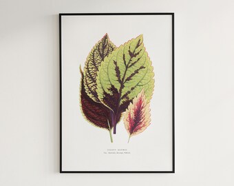 Printable Botanical Poster Edward Joseph Lowe Illustration Digital ...