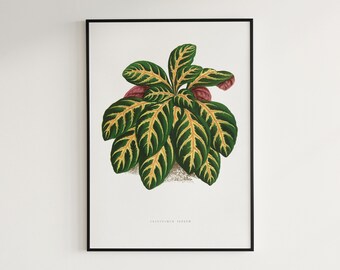 Printable Botanical Poster Edward Joseph Lowe Illustration Digital ...