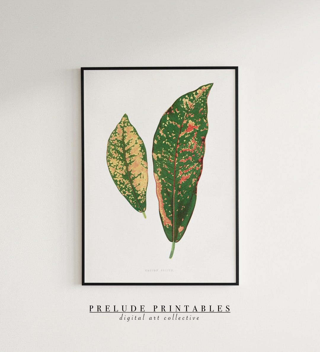 Printable Botanical Poster Edward Joseph Lowe Illustration Digital ...