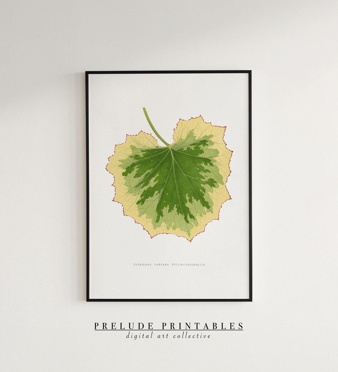 Printable Botanical Poster Edward Joseph Lowe Illustration Digital ...