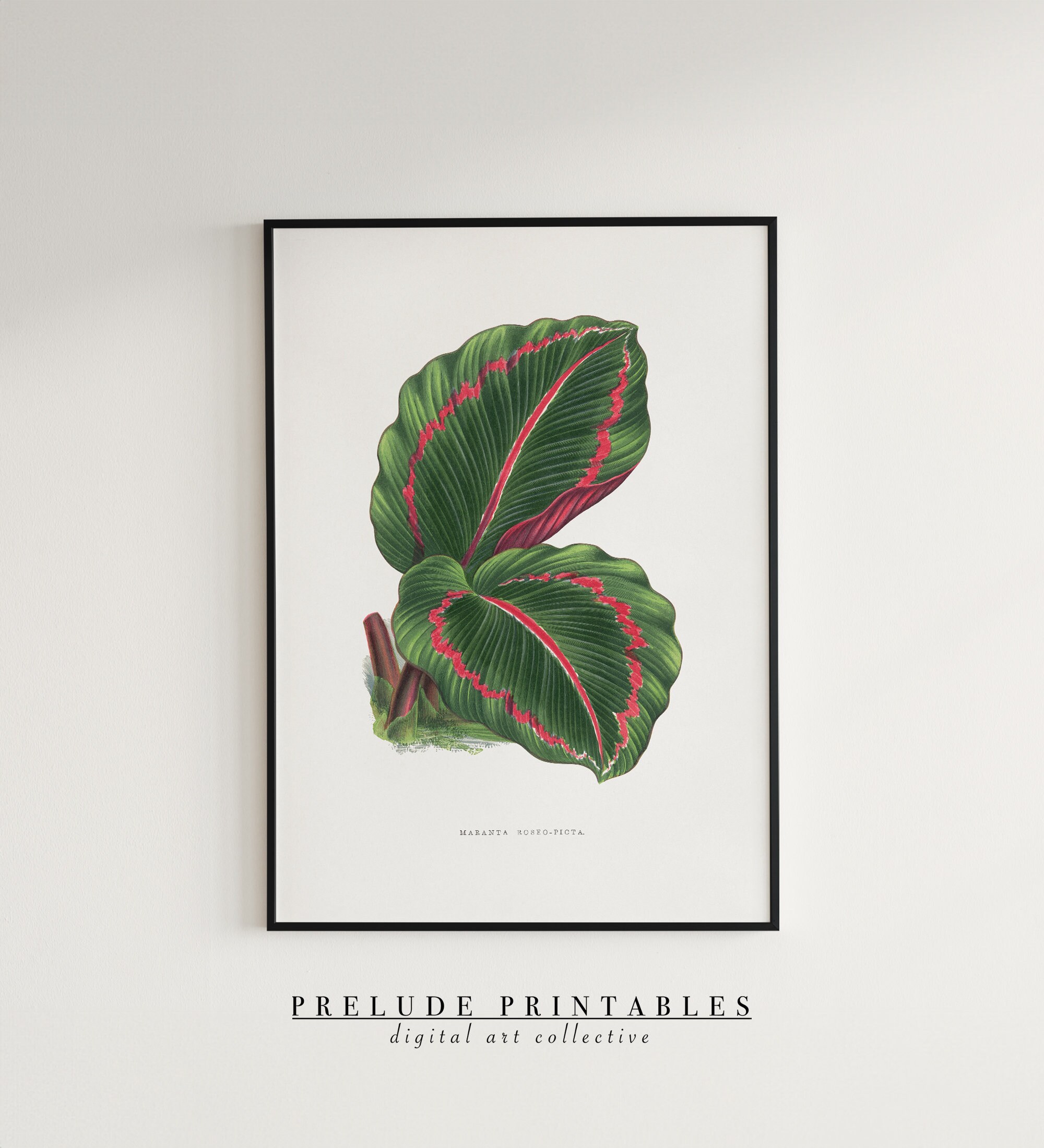 Printable Botanical Poster Edward Joseph Lowe Illustration Digital ...