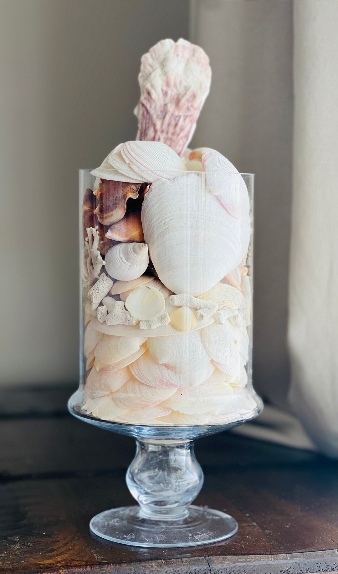 Vase With Natural Sea Shells and Snails. Perfect to Give That - Etsy