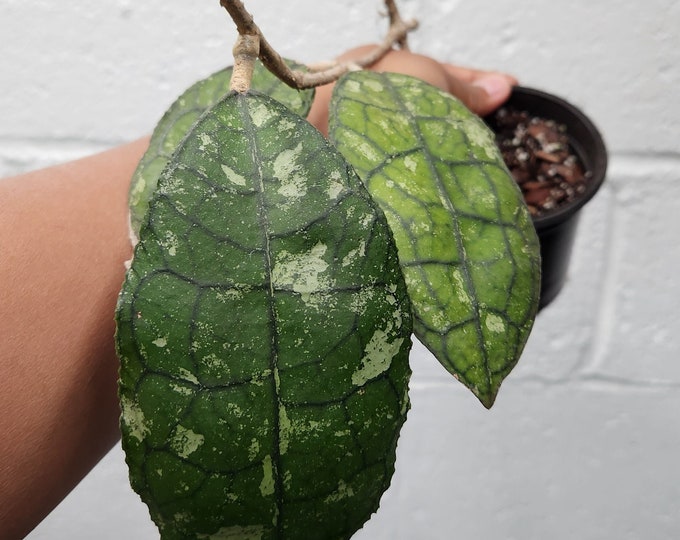 Hoya Clemensiorum Aceh - Etsy
