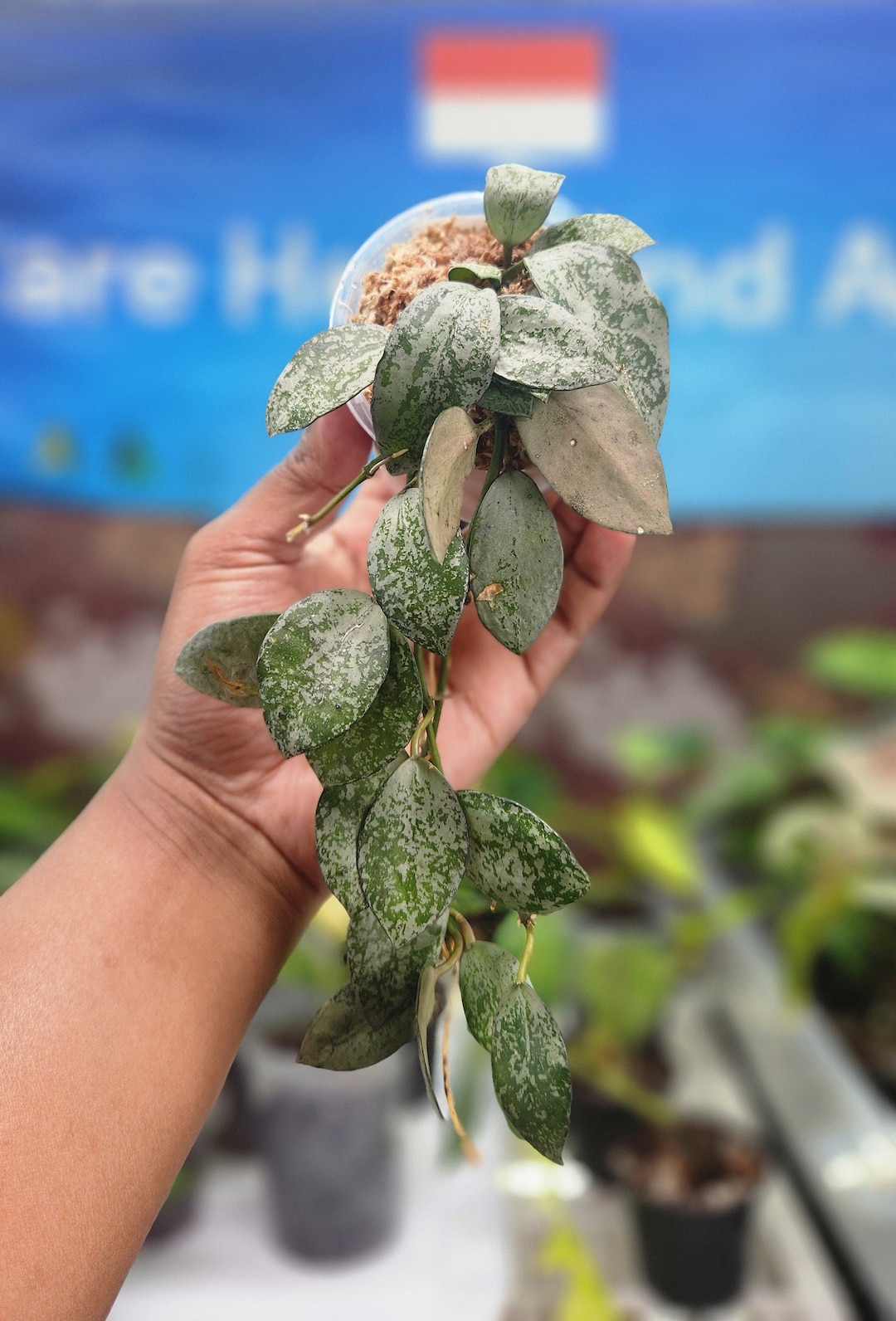 Hoya Lacunosa Silver Lime Coin - Etsy