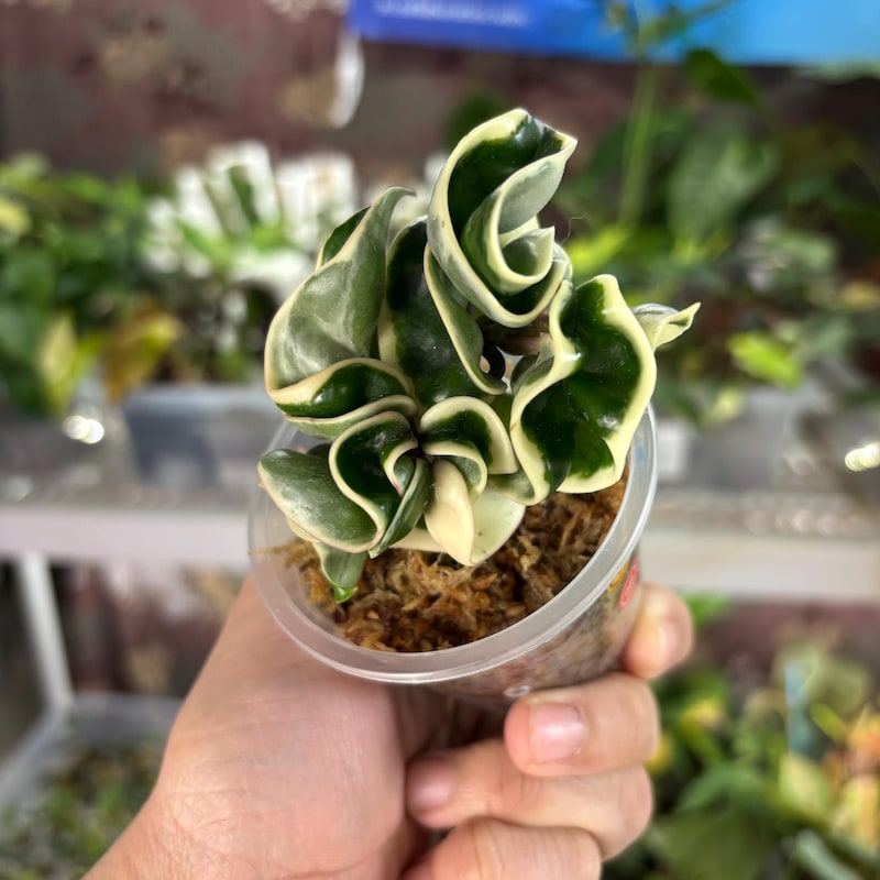 Hoya Compacta - Etsy