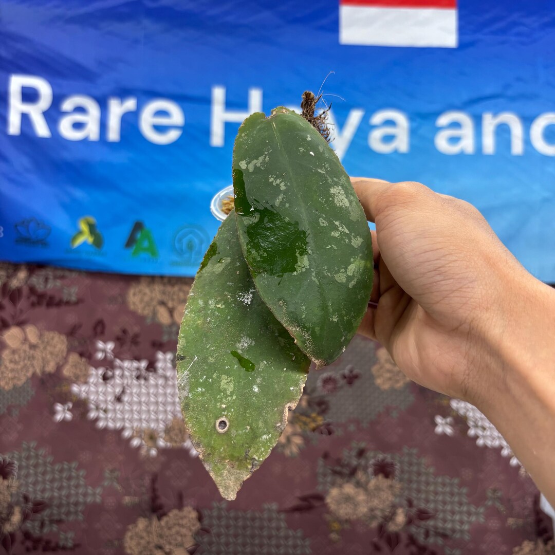 Hoya Undulata Splash - Etsy