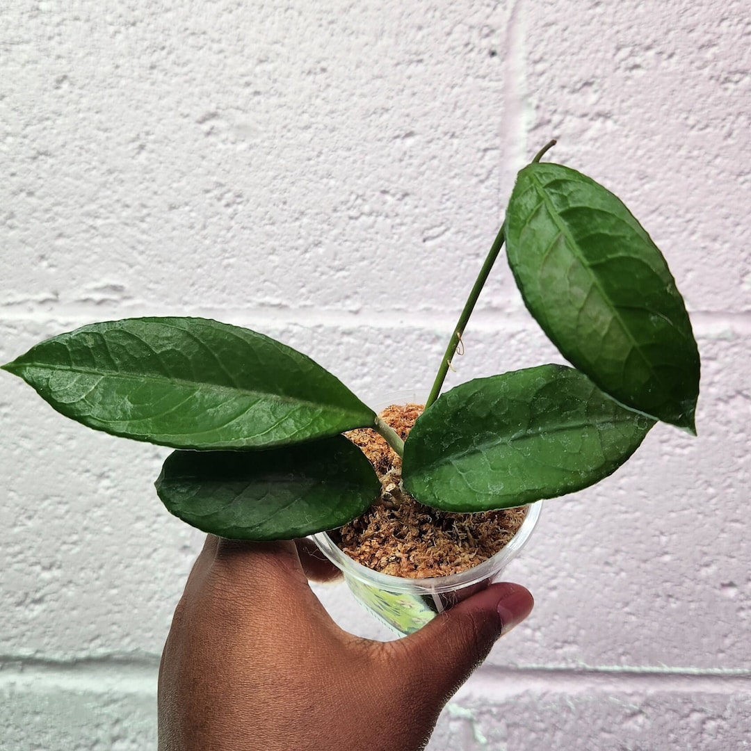 Hoya Sp Timor Leste - Etsy