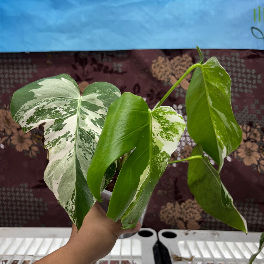 Monstera Albo Variegated - Etsy