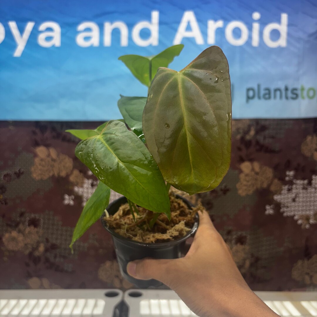 Anthurium Papil Var X Black Sweet - Etsy