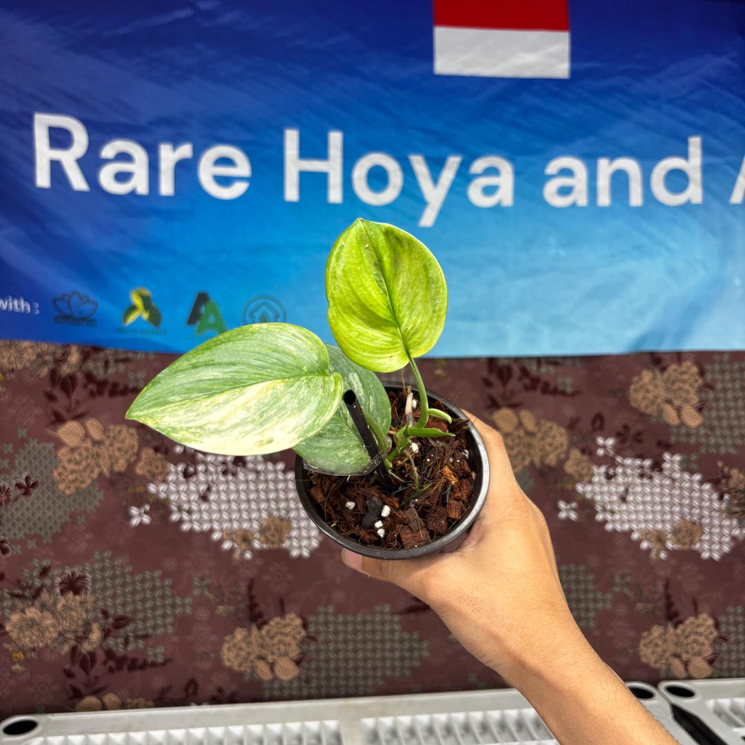 Scindapsus Rubicon: Rare Tropical Plant - Etsy