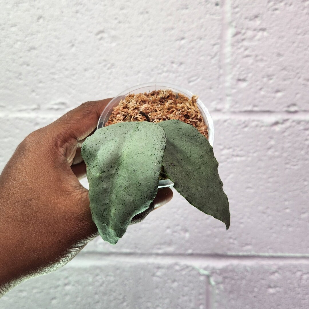Hoya Caudata Argene - Etsy