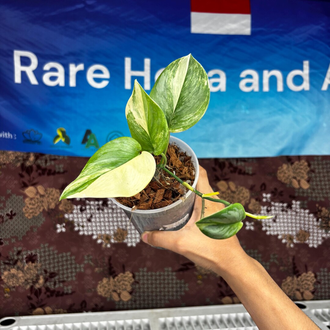Scindapsus Rubicon: Rare Tropical Plant - Etsy