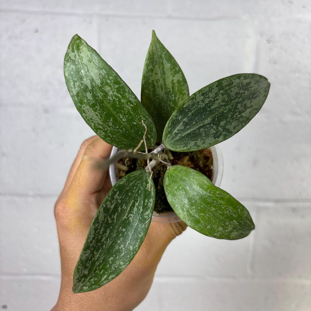 Hoya Sp Rangsan - Etsy