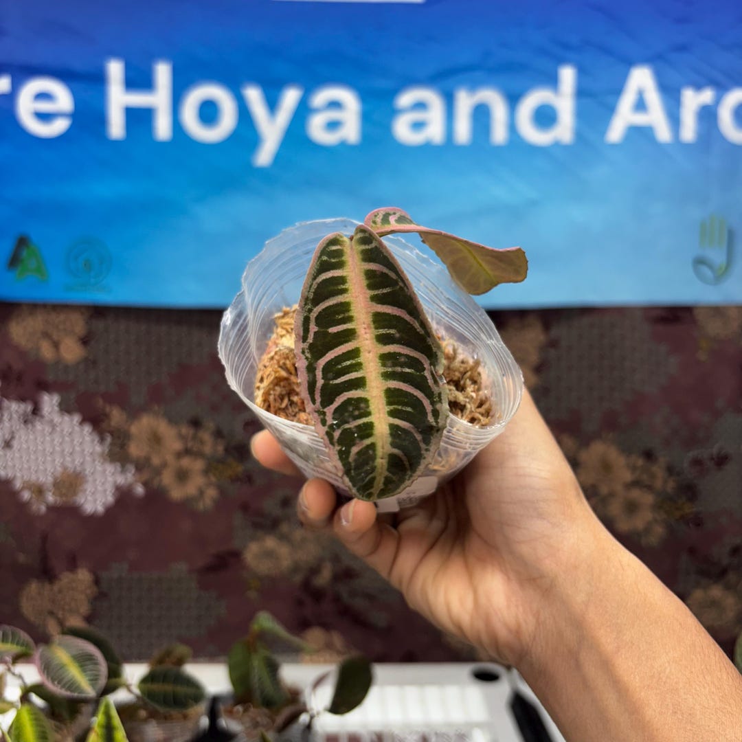 Labisia Fishbone Plant - Etsy