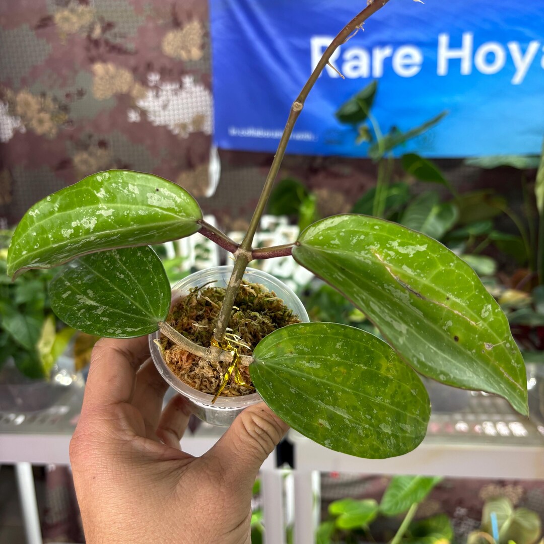 Hoya Macrophylla Splash - Etsy