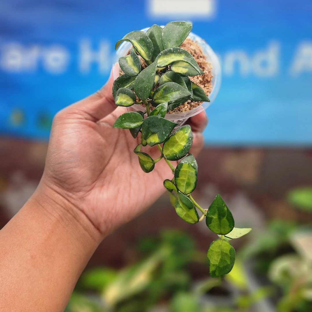 Hoya Lacunosa Golden Flame - Etsy