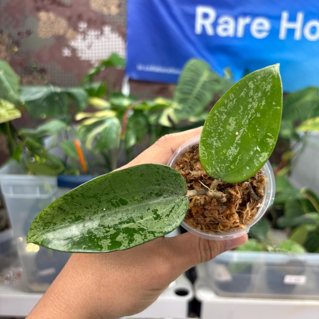 Hoya Macrophylla Super Splash - Etsy
