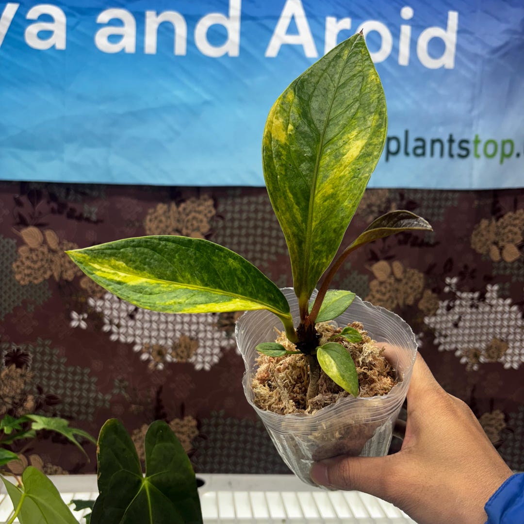 Anthurium Jenmanii Variegated - Etsy
