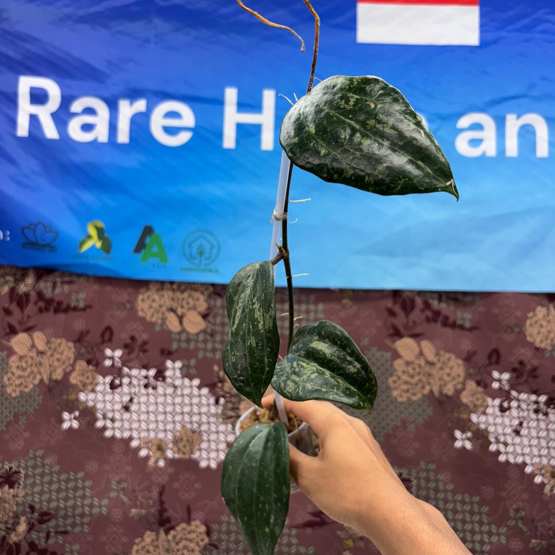 BH - Hoya Macrophylla High Splash - Etsy