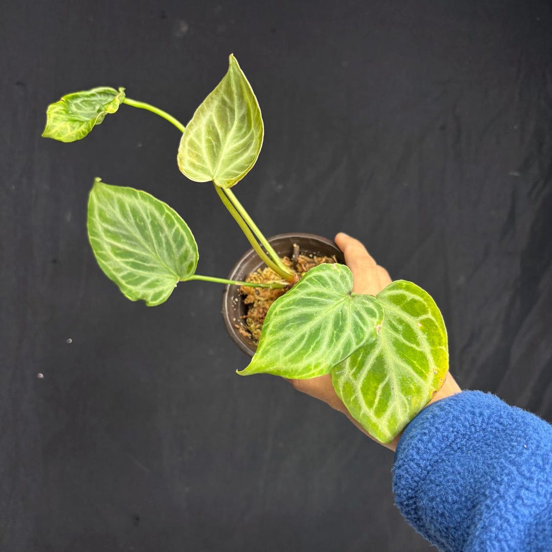 Anthurium Silver Tiger F1 - Etsy